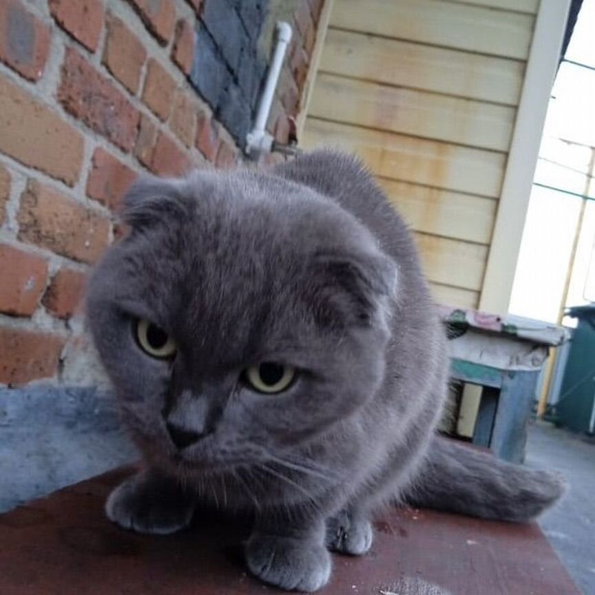 Бесплатно британская вислоухая кошка
