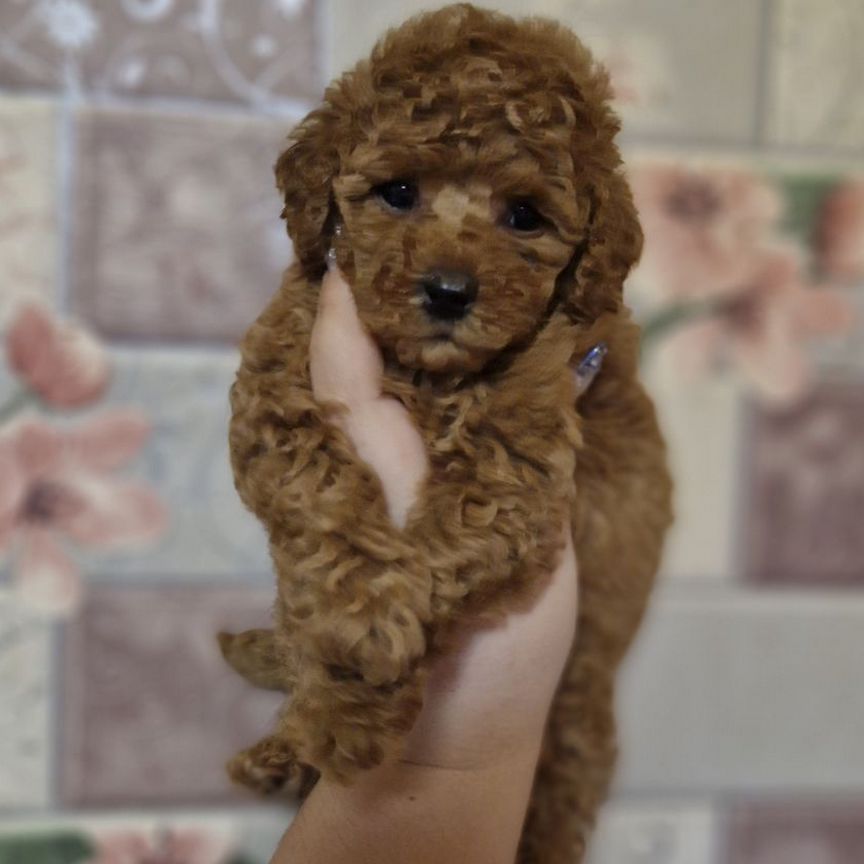 Той-пудель, щенок