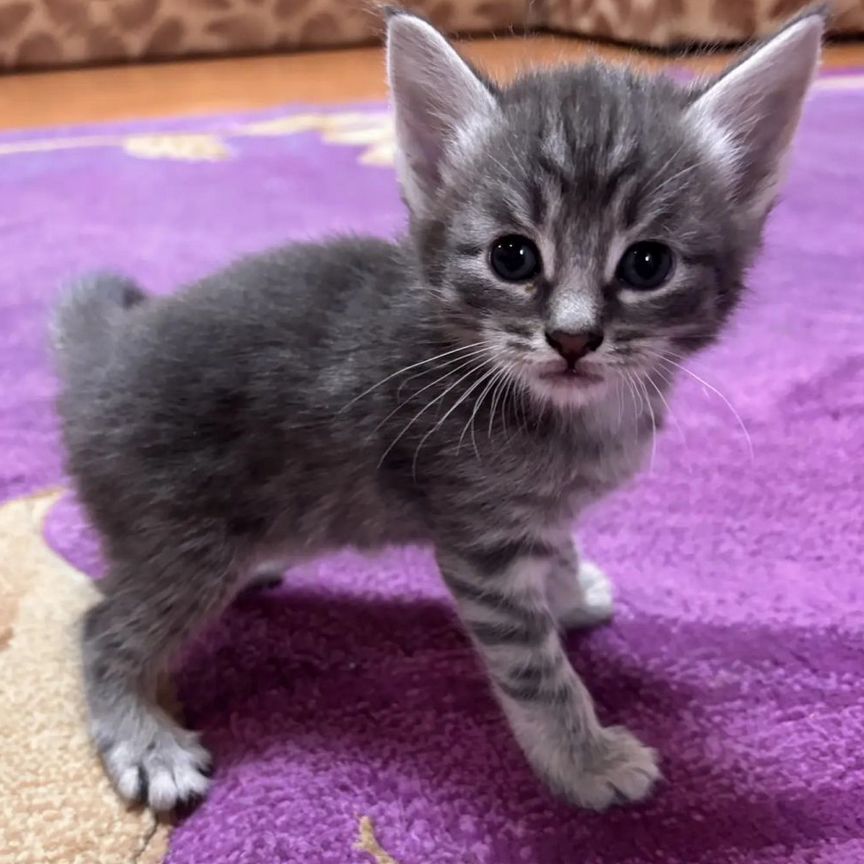 Сибирский котёнок