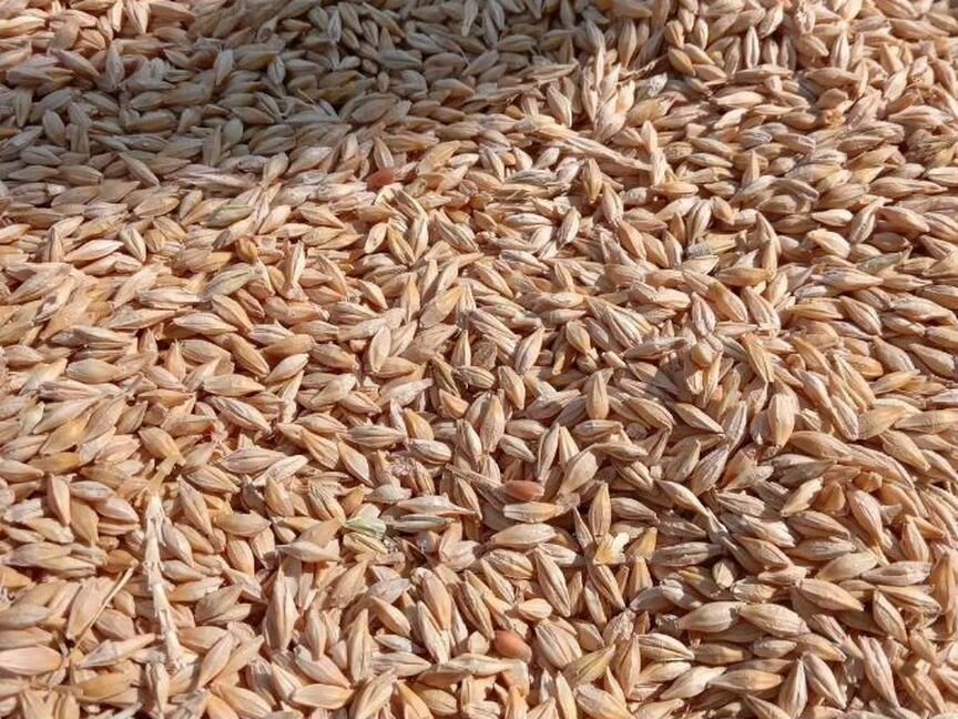 Рожь озимая