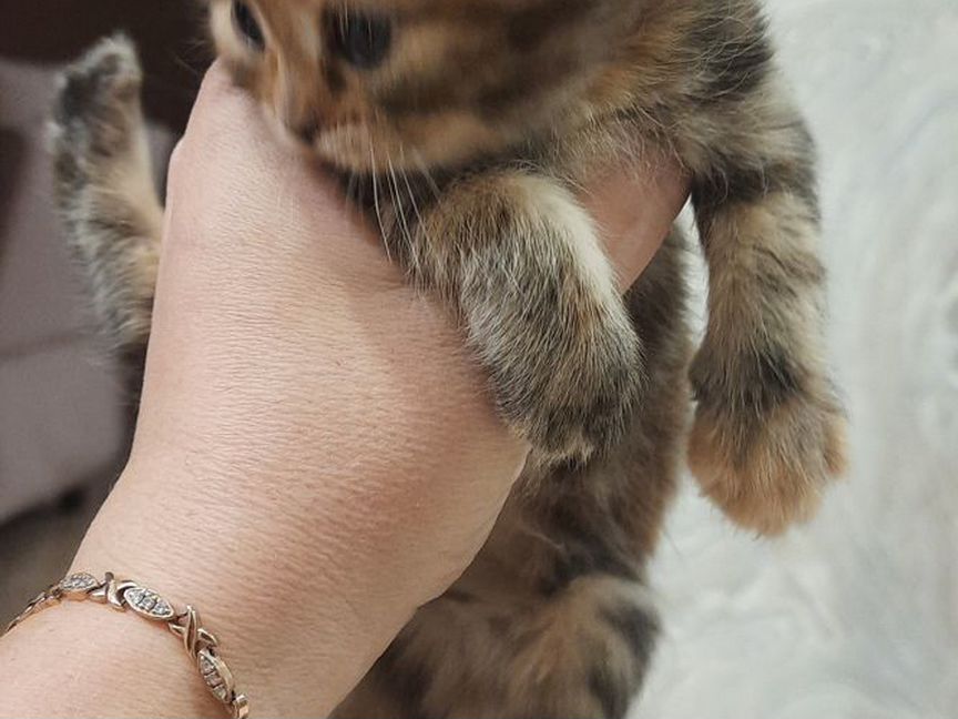 Шотландские прямоухие котята