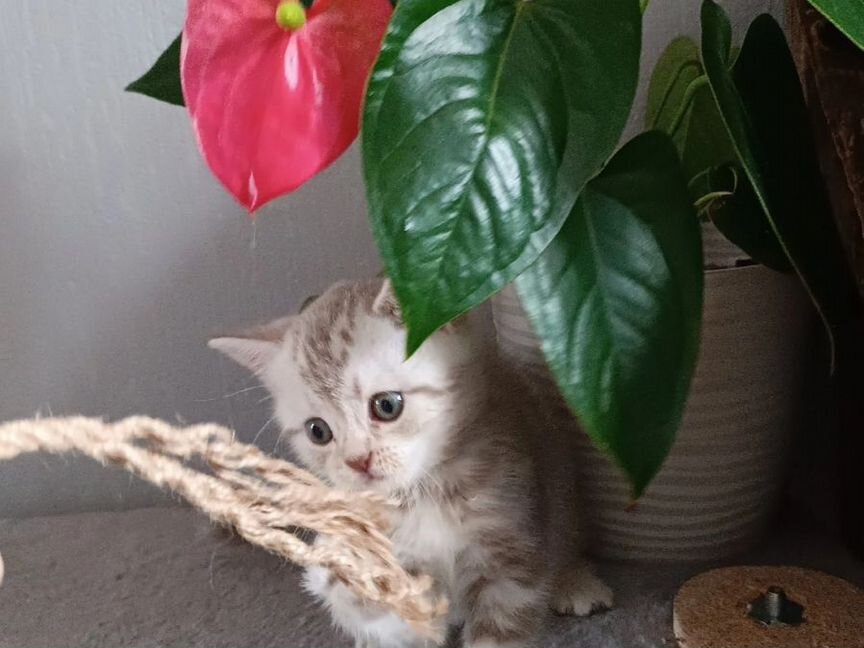 Шотландский котёнок