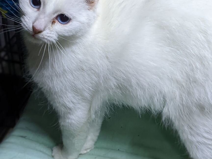 Кошка ищет дом