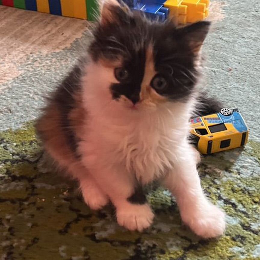 Трехшерстные котята