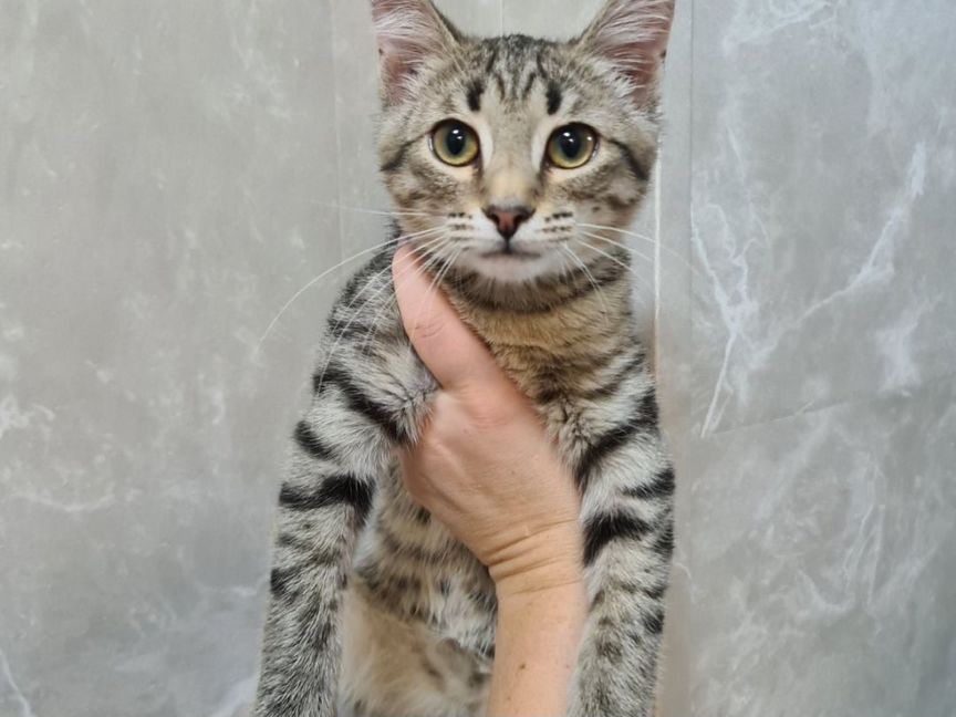 Котенок Шкода