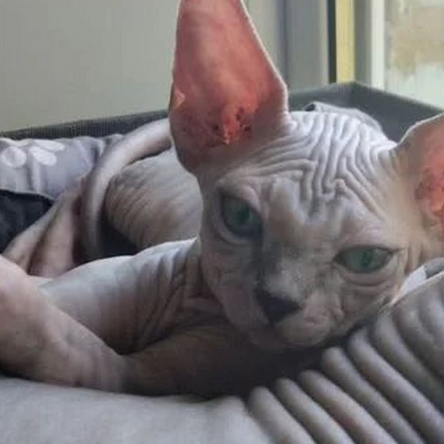 Канадский сфинкс котёнок