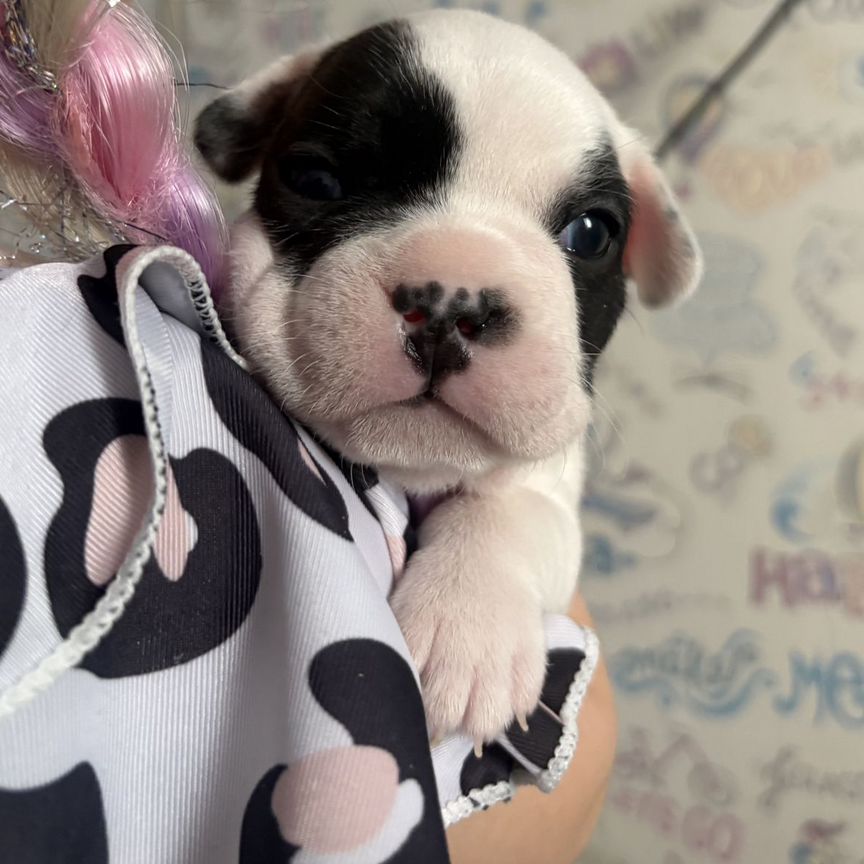 Французский бульдог, щенок