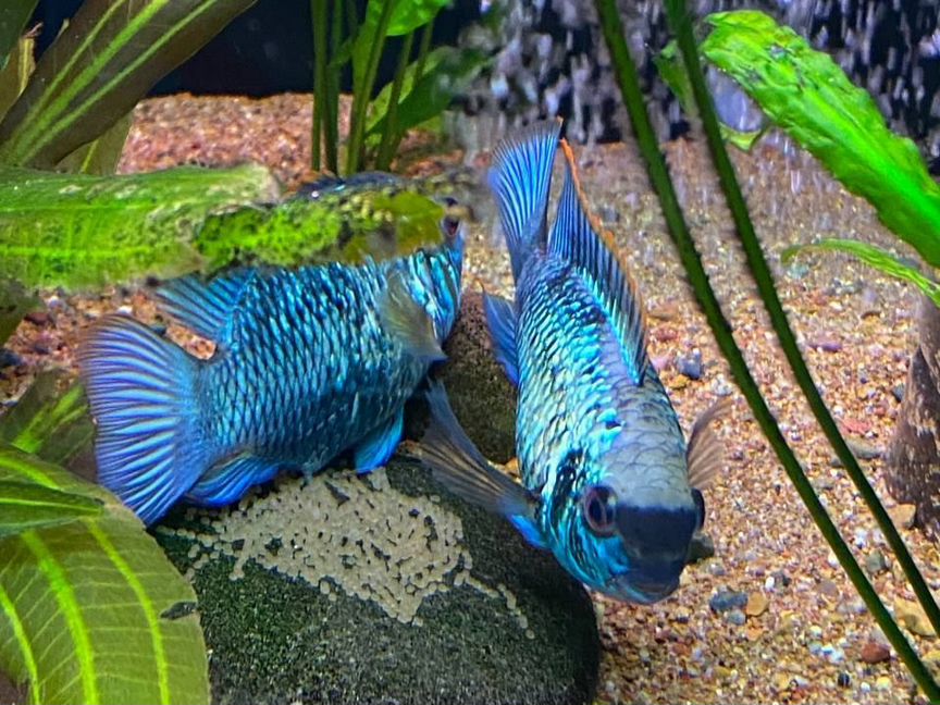 Нанокара неоновая