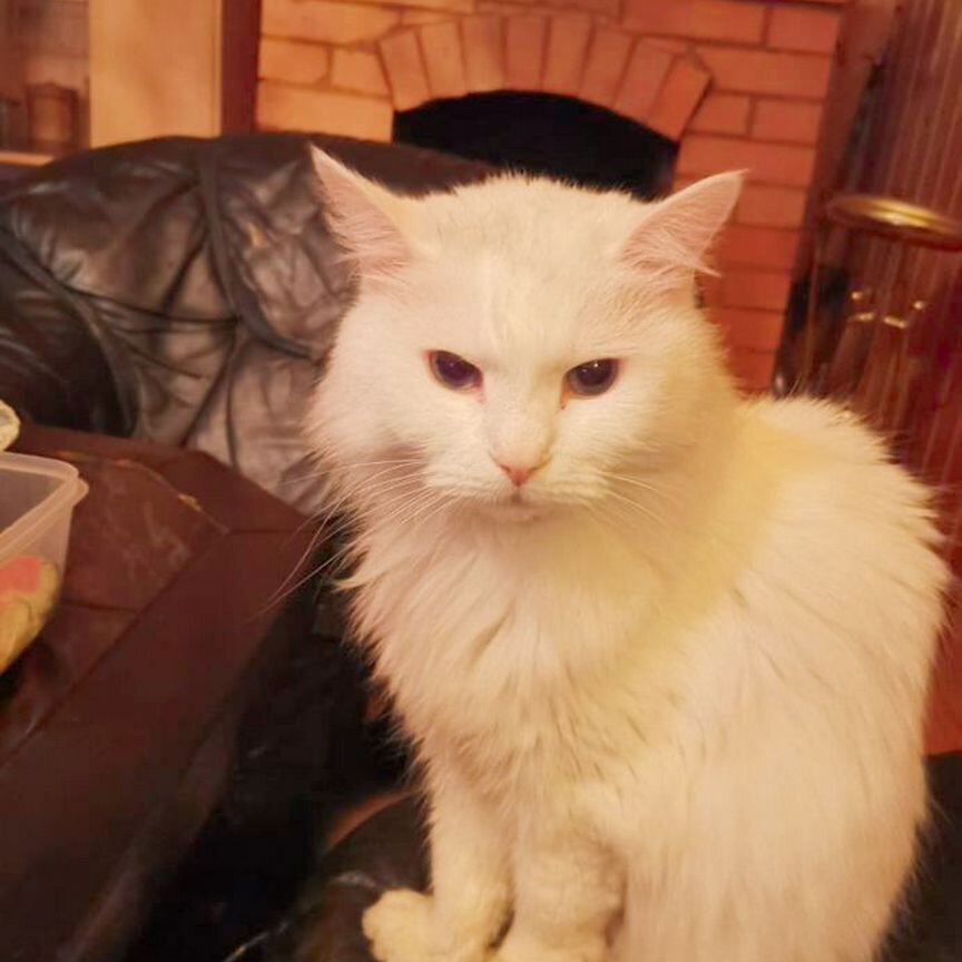 Ангорская кошка