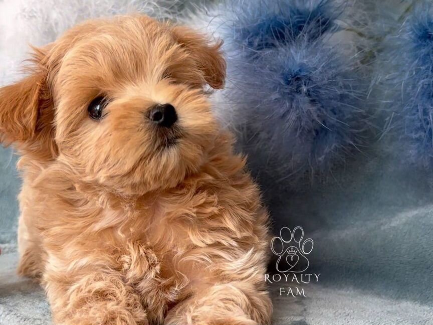 Мини девочка мальтипу F1