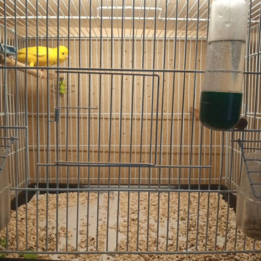 Продам канарек