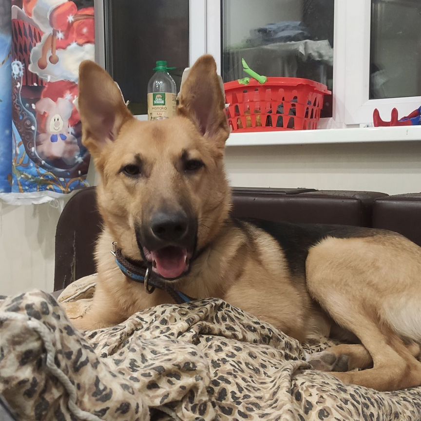 Собака в добрые руки, 8 месяцев