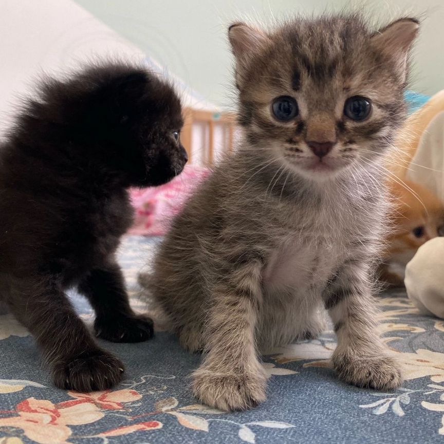 Котята в добрые руки