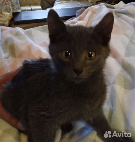 Чуня (мальчик) из коробки