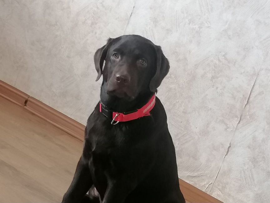 Щенок лабрадора шоколадная