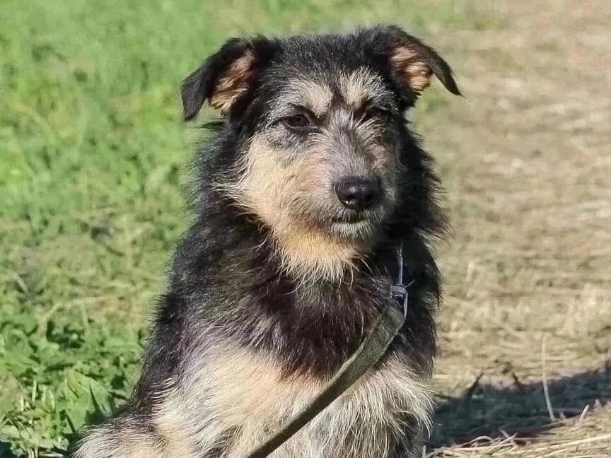Собака Карина в добрые руки