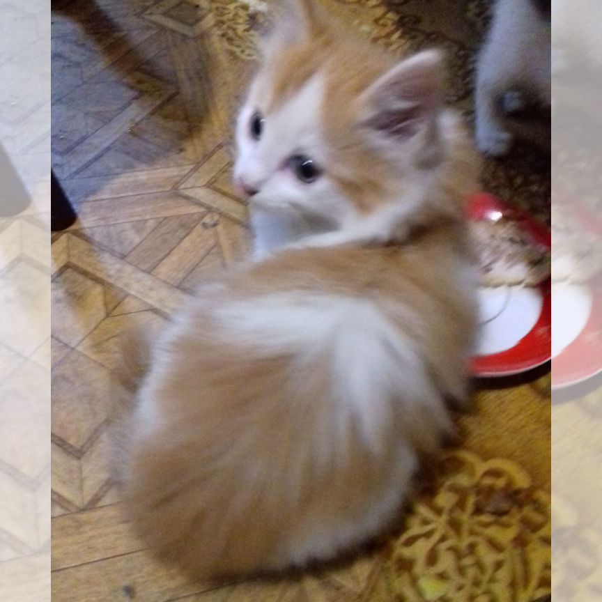 Котята кр