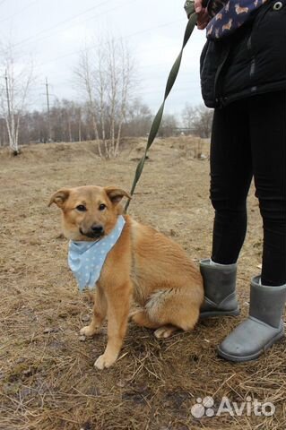 Вкусняшка Меренга, умная собачка, ищет дом