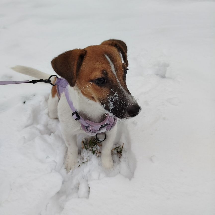 Джек-рассел-терьер, щенок