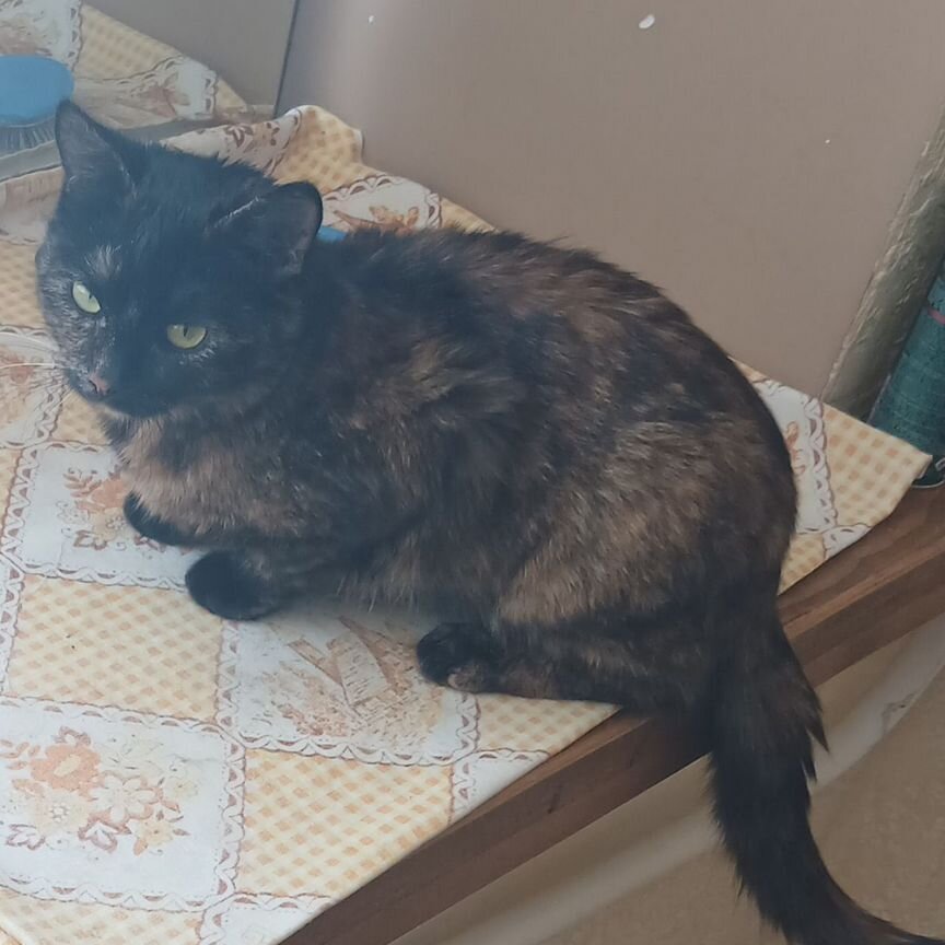 Взрослая, кошка в добрые руки