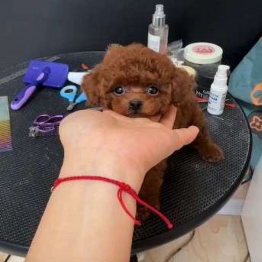 Пудель тикап из Китая