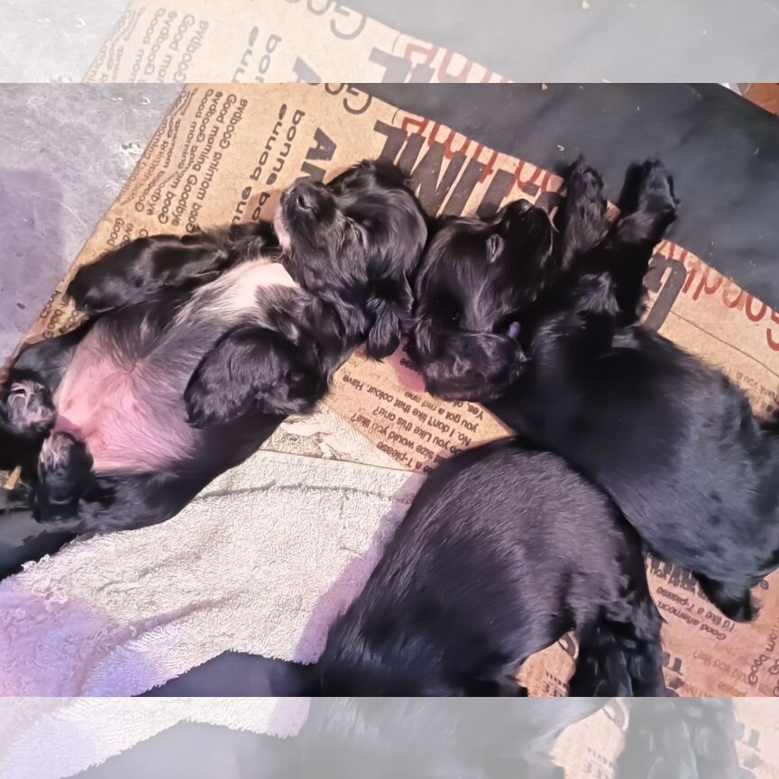 Английский кокер-спаниель, щенок