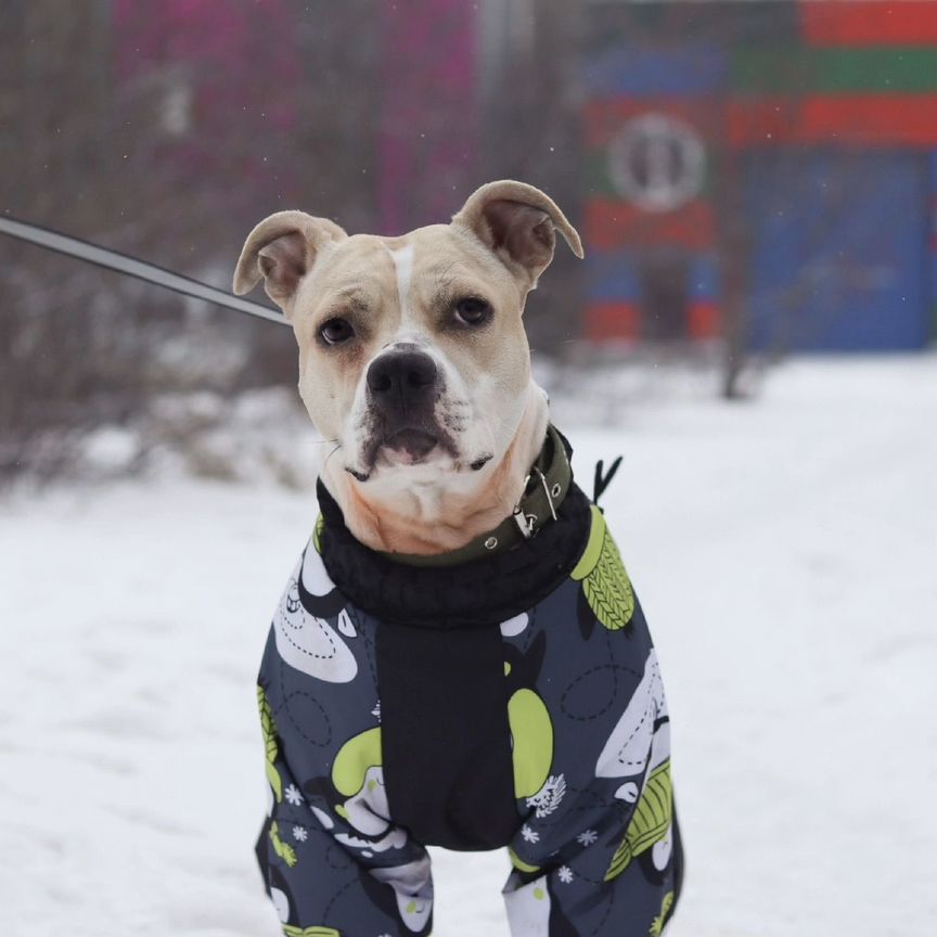 Питбуль в добрые руки