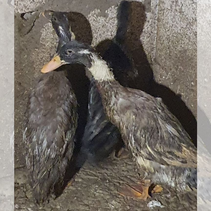 Утки индийский бегунок