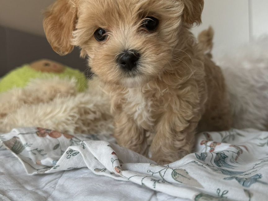 Собаки щенки мальтипу