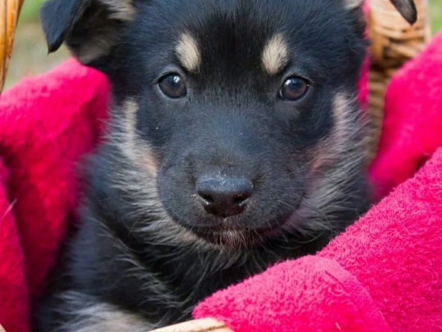 Щенки овчарки