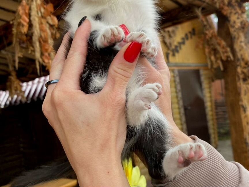 Котенок британский пишистик мальчик