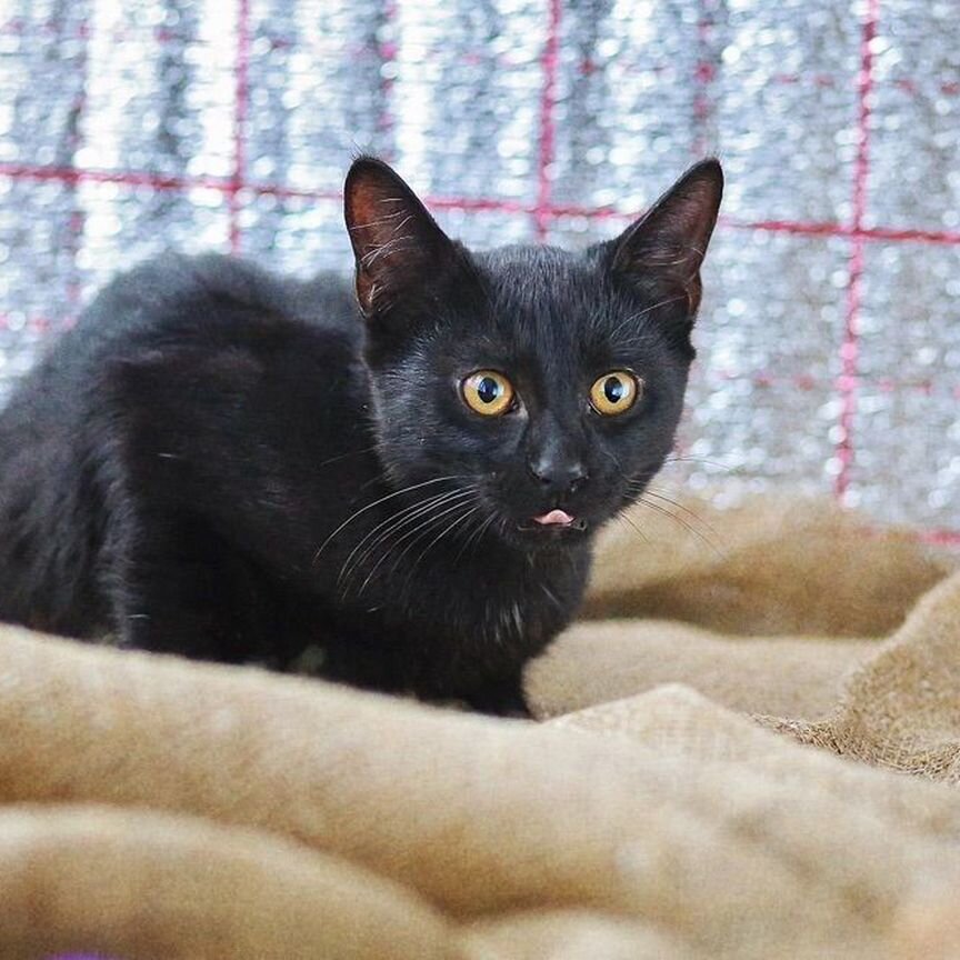 Черненькие котята