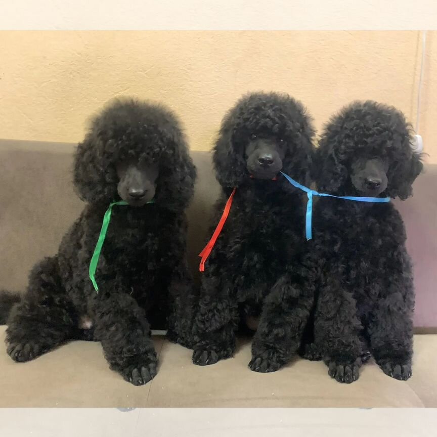 Пудель, щенок