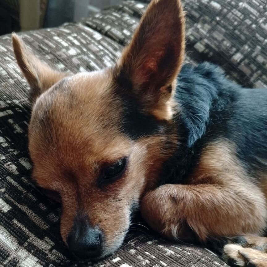 Чихуахуа, взрослый пёс