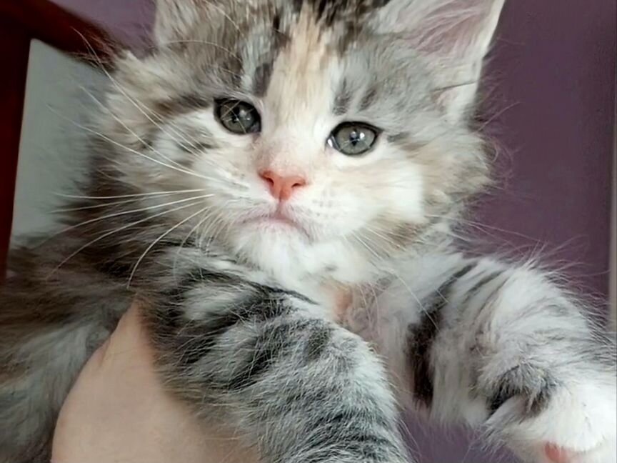 Котята мейн-кун
