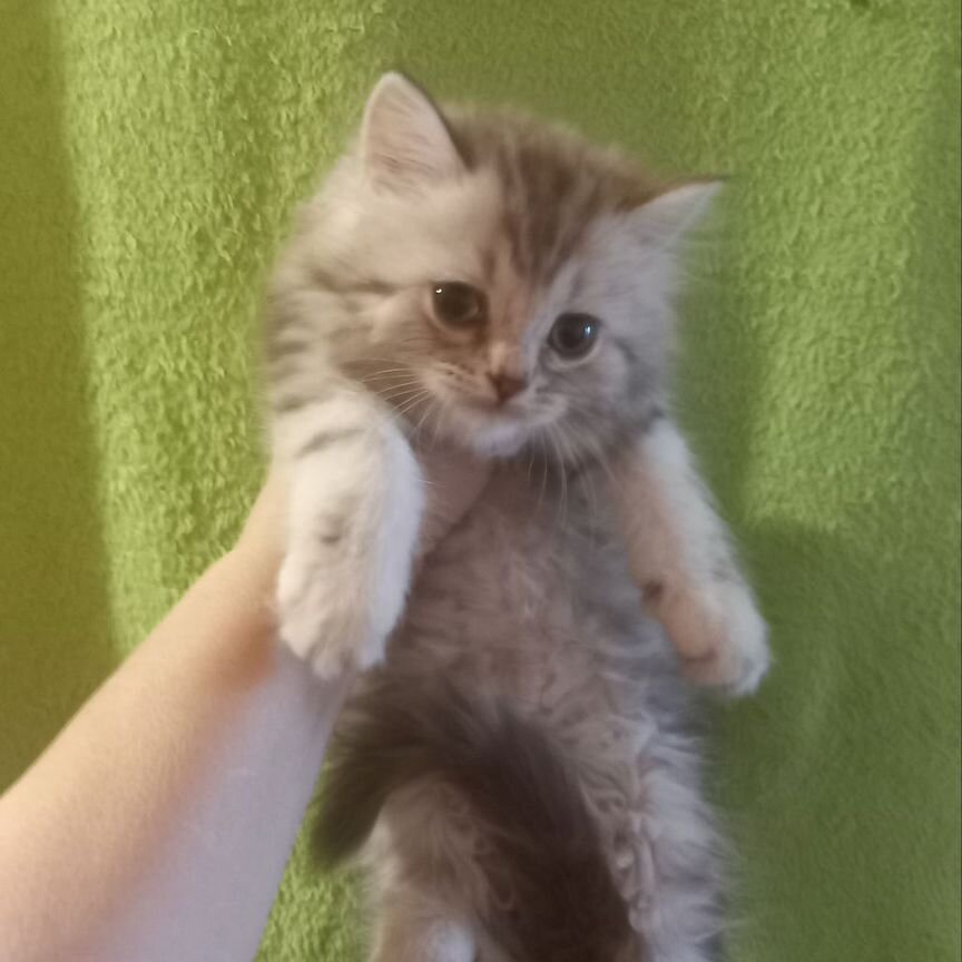 Сибирские красотки