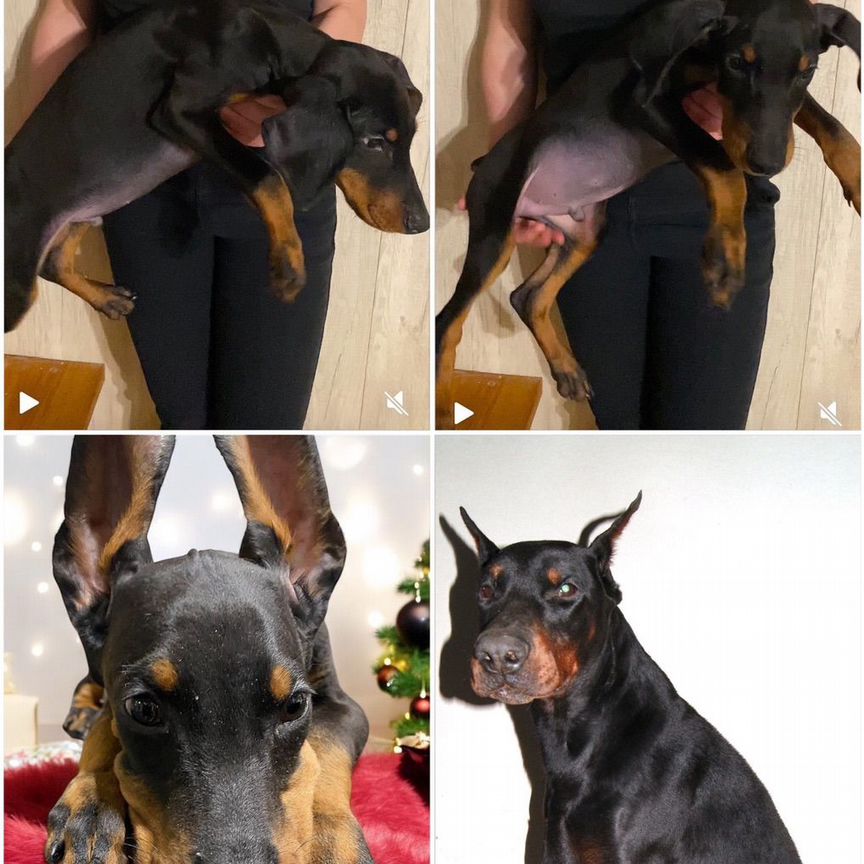 Мальчик доберман