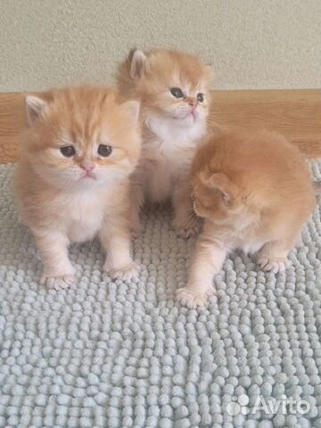 Малыши британцы