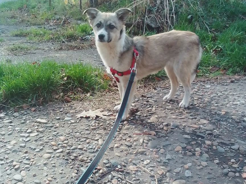 Милашка Ясмин ищет дом