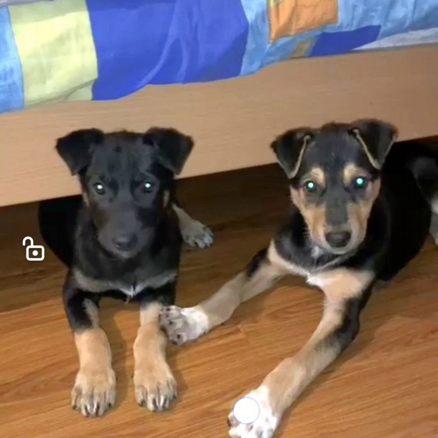 Щенки друзья