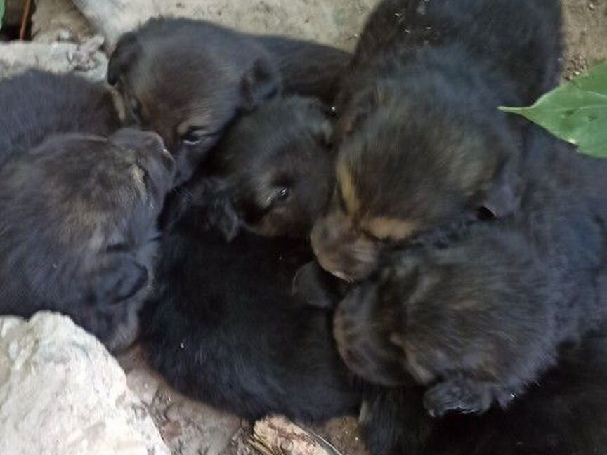 Спасите щенков