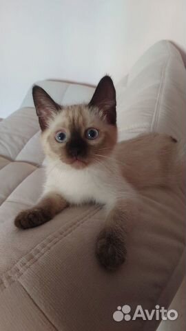 Котенок колор пойнт