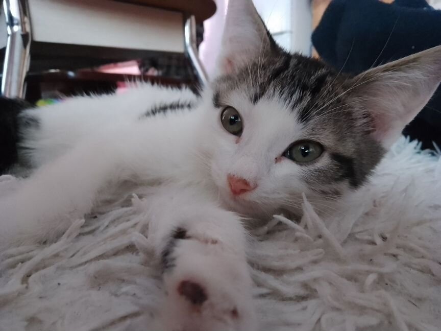 Кошечка в добрые руки