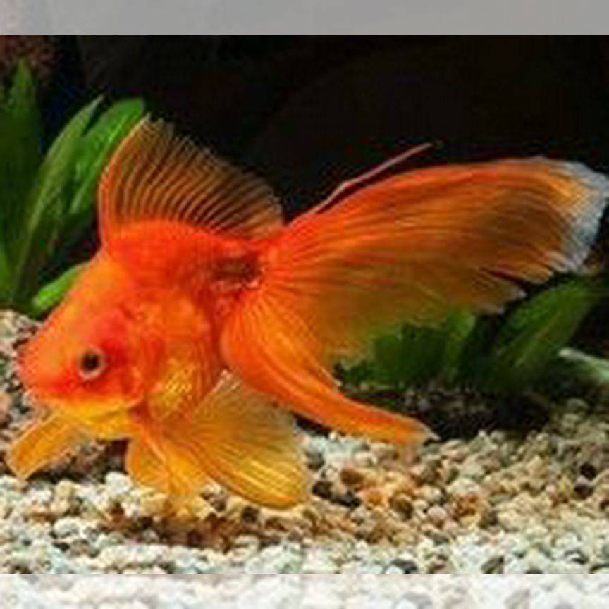 Вуалехвост красный рыбка золотая в асс. магазина