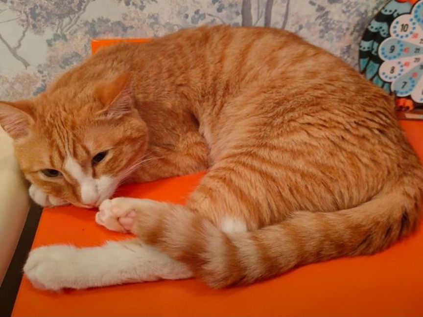 Кошка