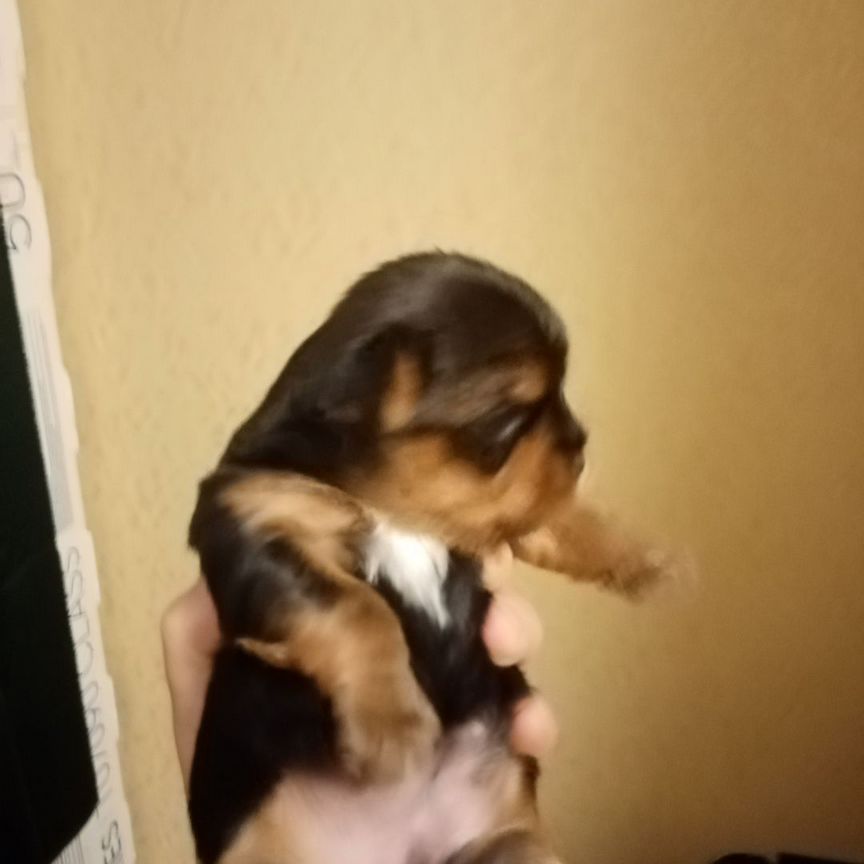 Мини ерки щенки