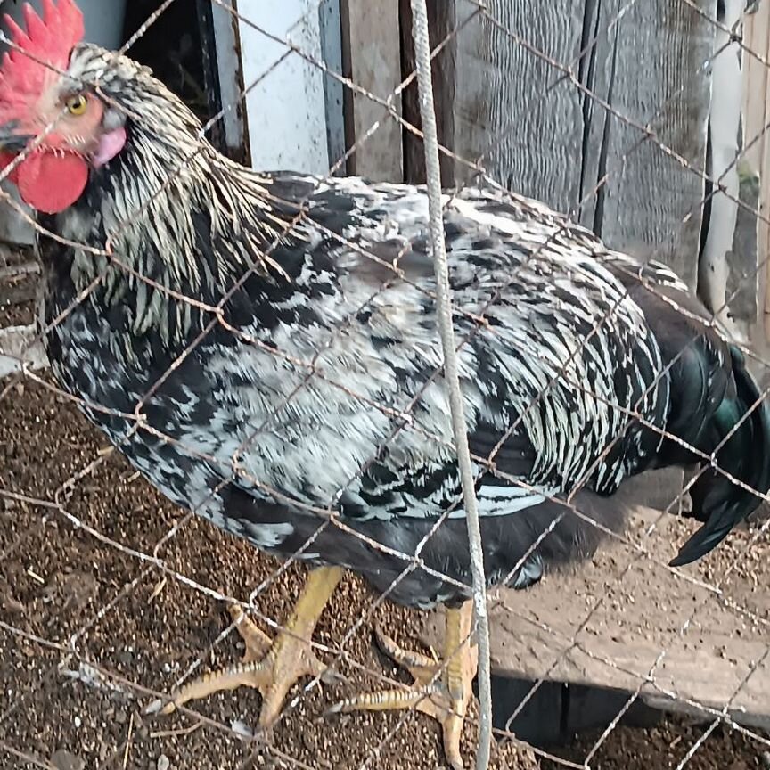 Молодые петушки