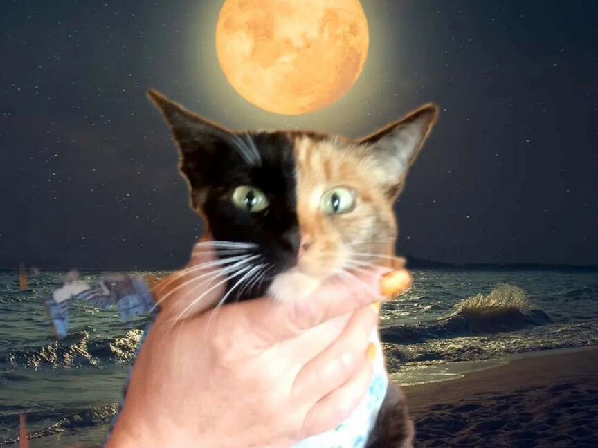 Трехцветная кошечка с зелёными глазами ищет дом