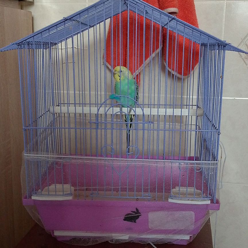 Волнистый попугай