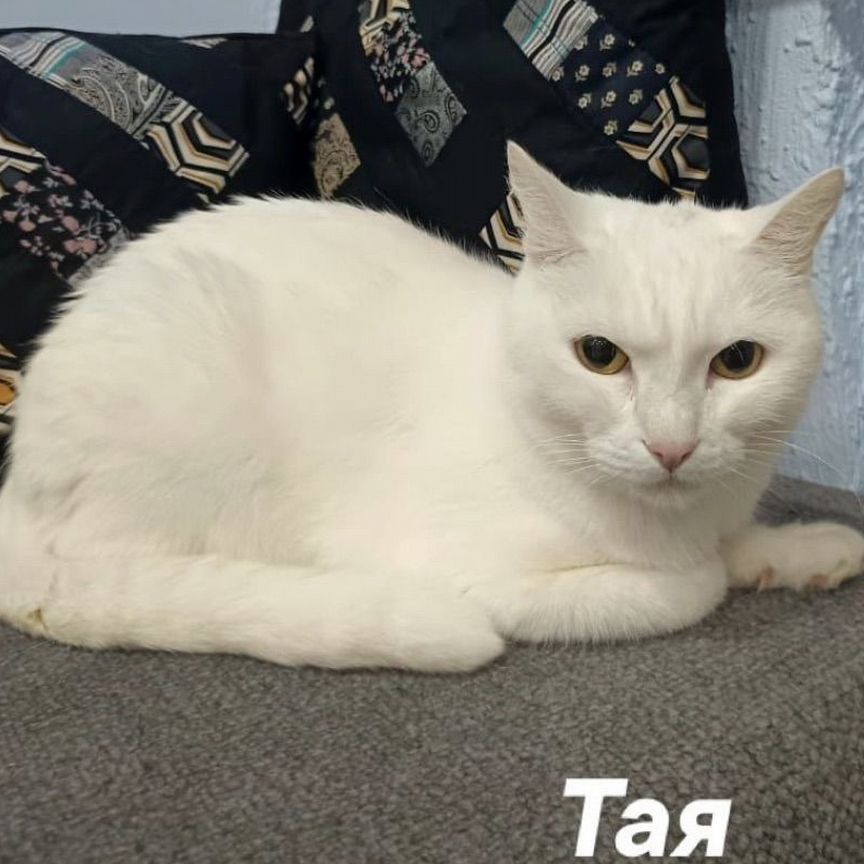 Взрослая, кошка в добрые руки